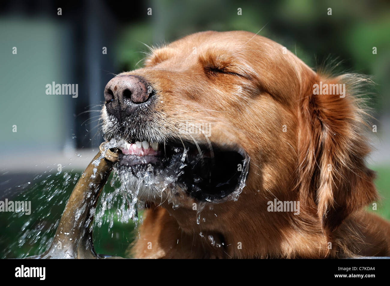 Golden retriever water hi-res stock photography and images - Alamy