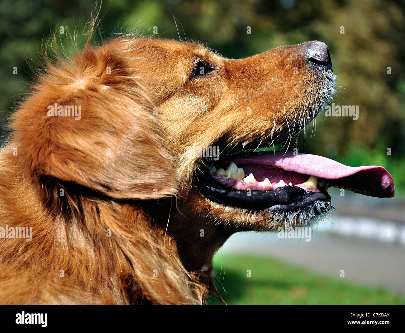 Golden retriever close-up Stock Photo - Alamy