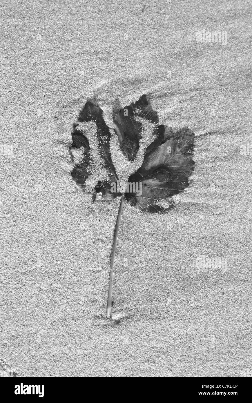 Sandy Leaf ,Leavings of the Land Stock Photo - Alamy