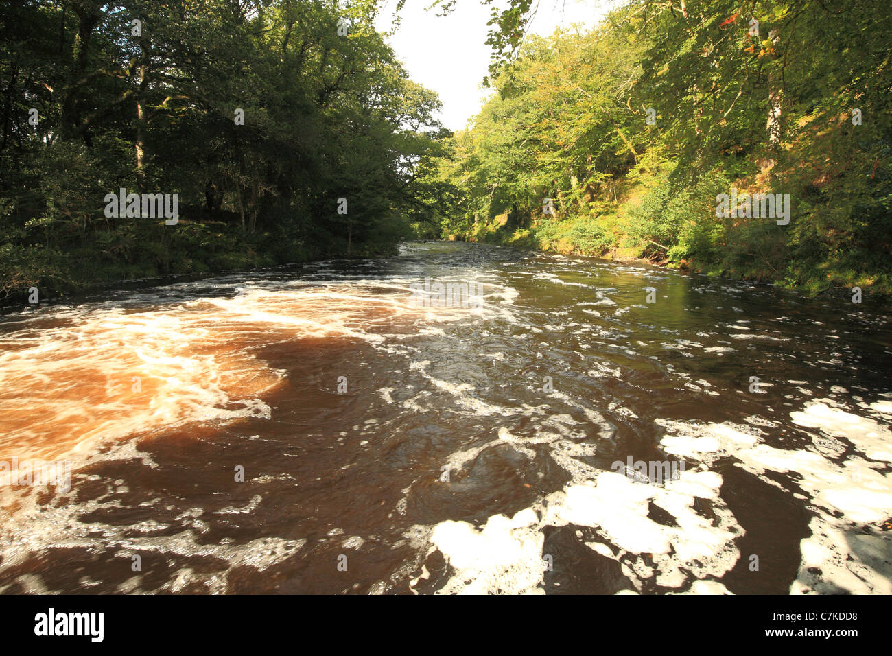 River Dart in flood, near Holne Woods Dartmoor, Devon, England, UK ...