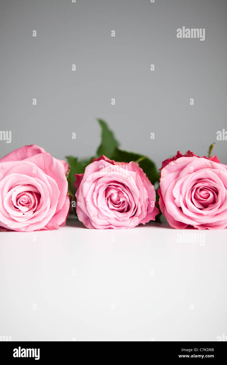 Three pink Roses against a grey background Stock Photo - Alamy