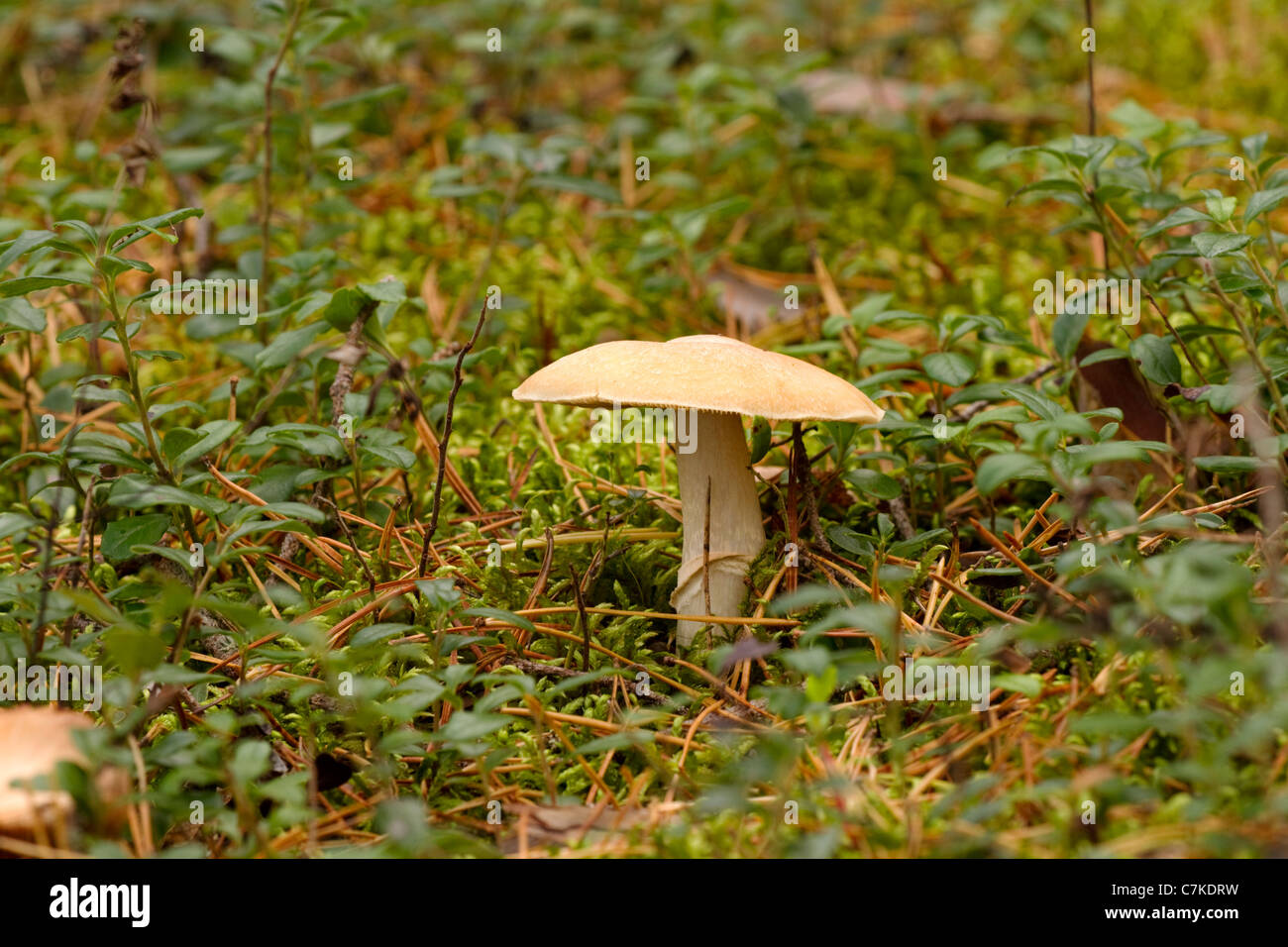 Gypsy Mushroom High Resolution Stock Photography and Images - Alamy