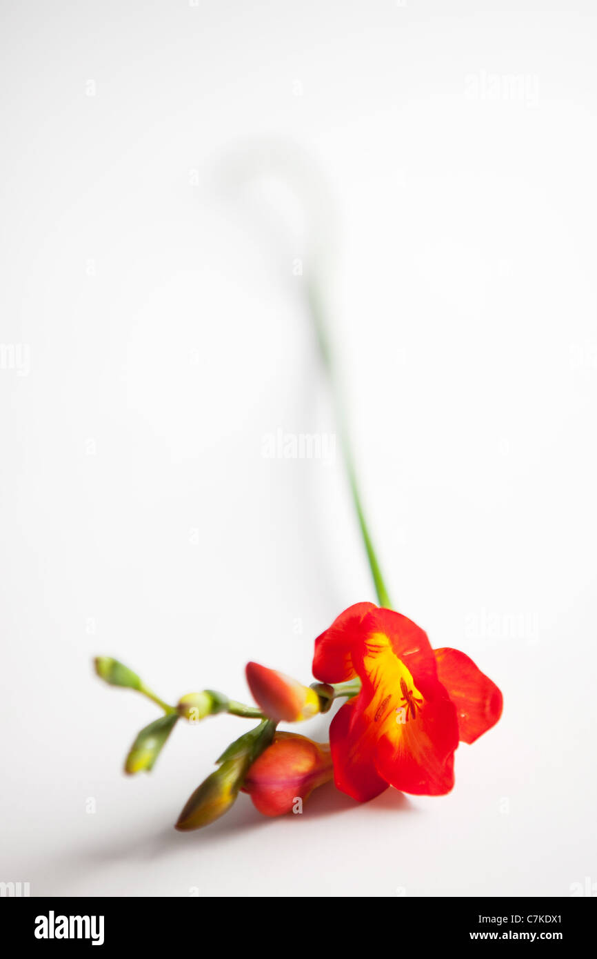 A single orange Freesia against a white background Stock Photo - Alamy