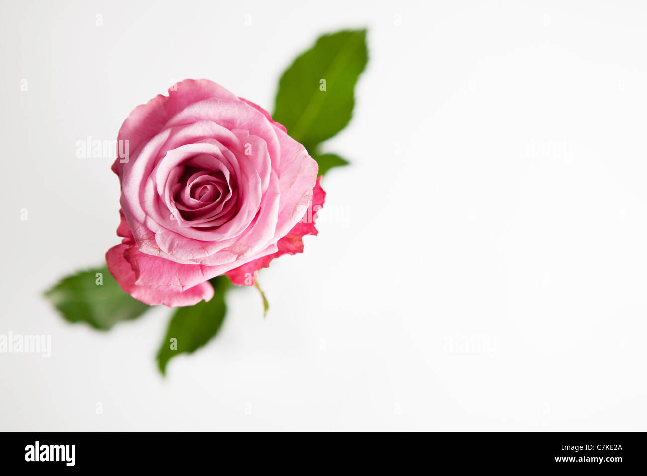 A single pink Rose from above, against a white background Stock Photo ...
