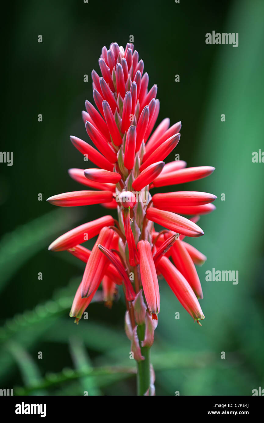 Beautiful magenta pink flower Stock Photo - Alamy