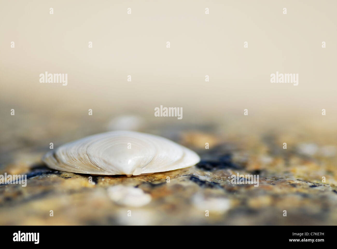 Seashell shingle hi-res stock photography and images - Alamy