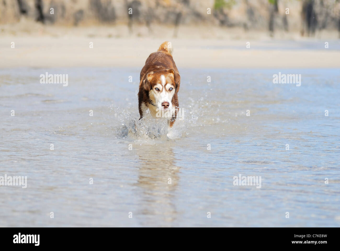 Husky dog running towards the camera splashing towards the camera Stock ...