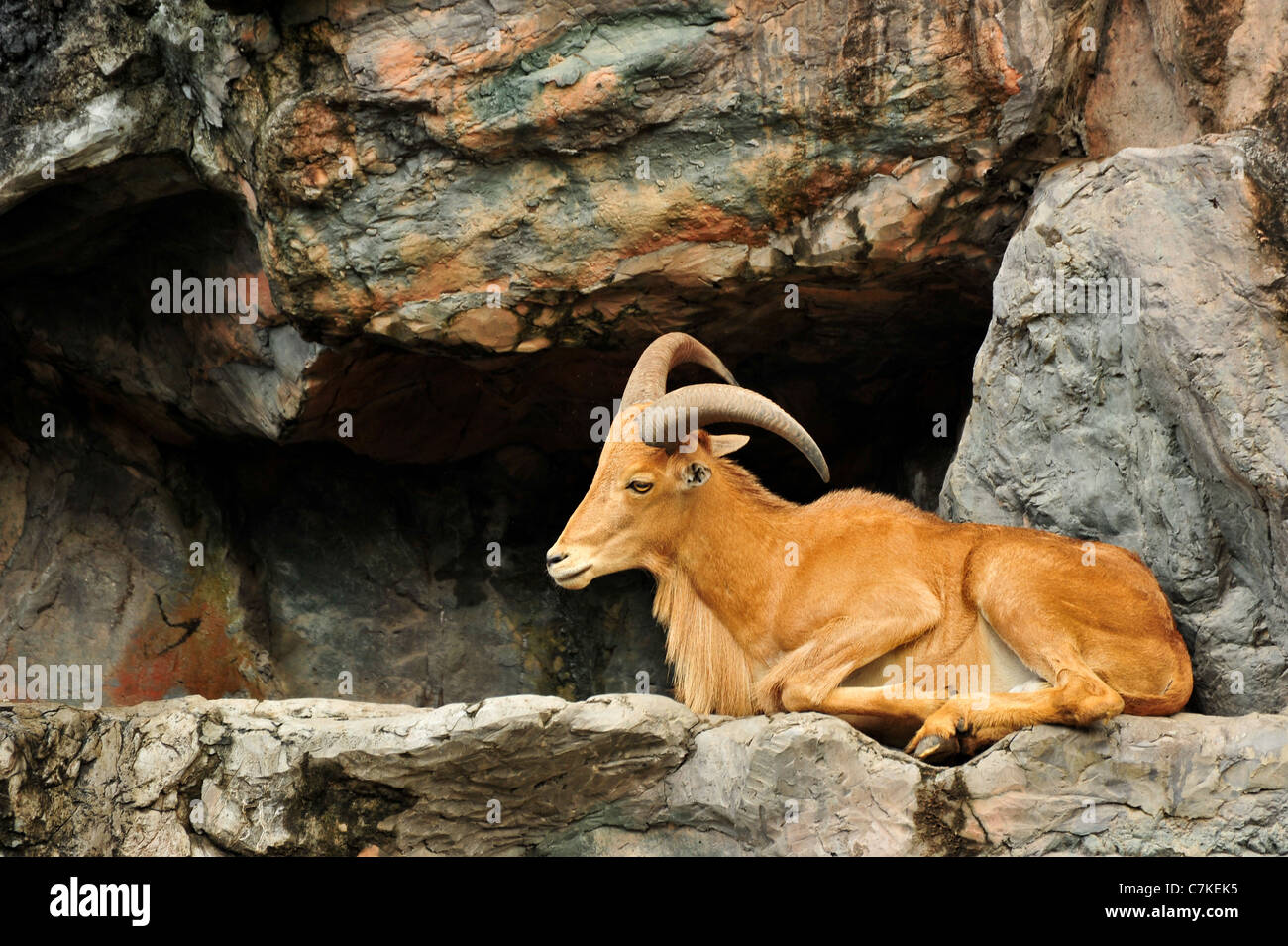 Goat king hi-res stock photography and images - Alamy