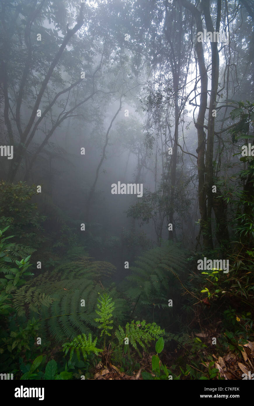 Mist in Atlantic rain forest, Parana State, Southern Brazil Stock Photo ...