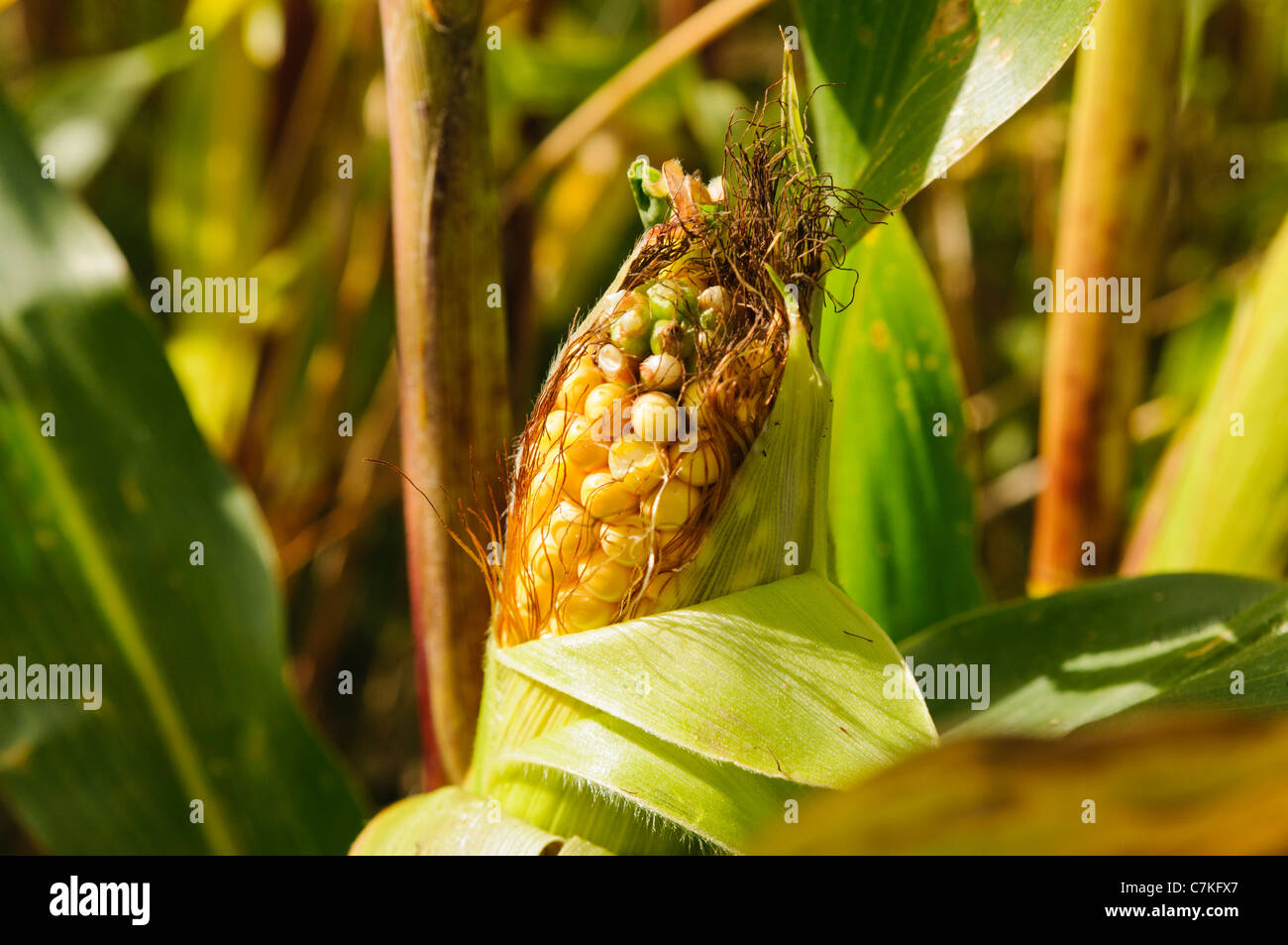Corn cob (maize) growing in a field Stock Photo - Alamy