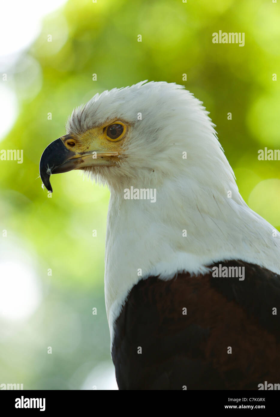 Fish eagle bird hi-res stock photography and images - Alamy
