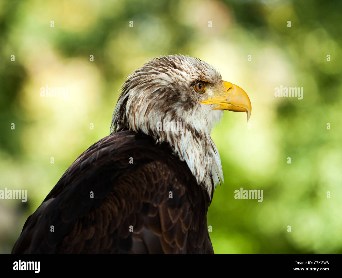 bald eagle portrait side view Stock Photo - Alamy