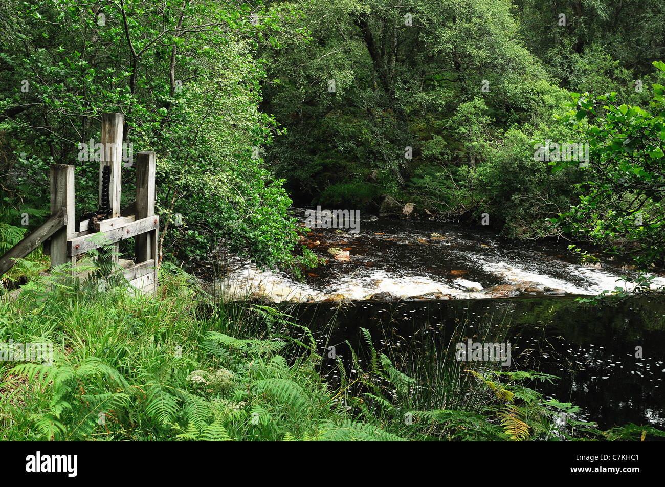 The Forest of Birse by the Bucket Mill near Finzean in Aberdeenshire ...