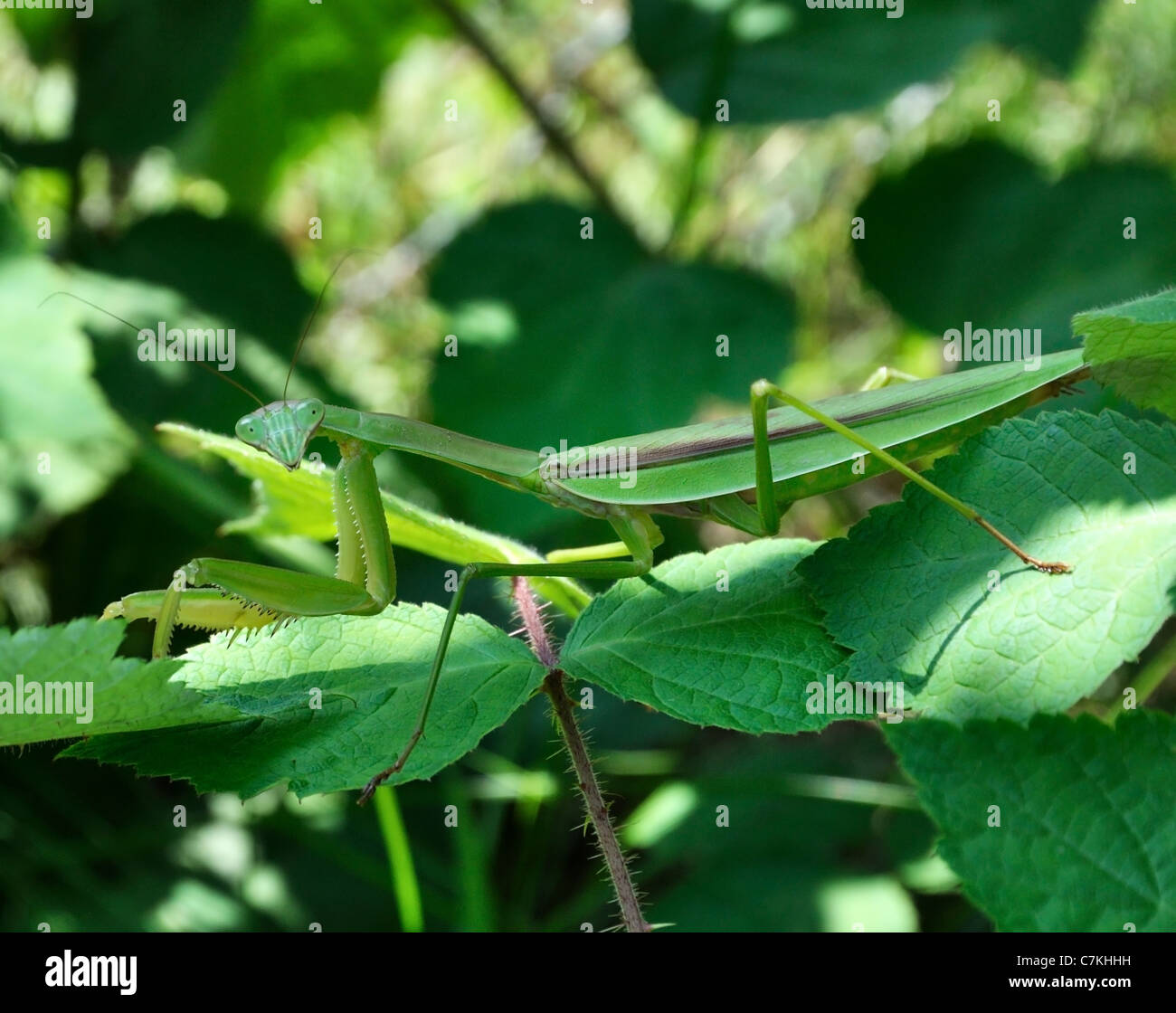Prayer mantis hi-res stock photography and images - Alamy