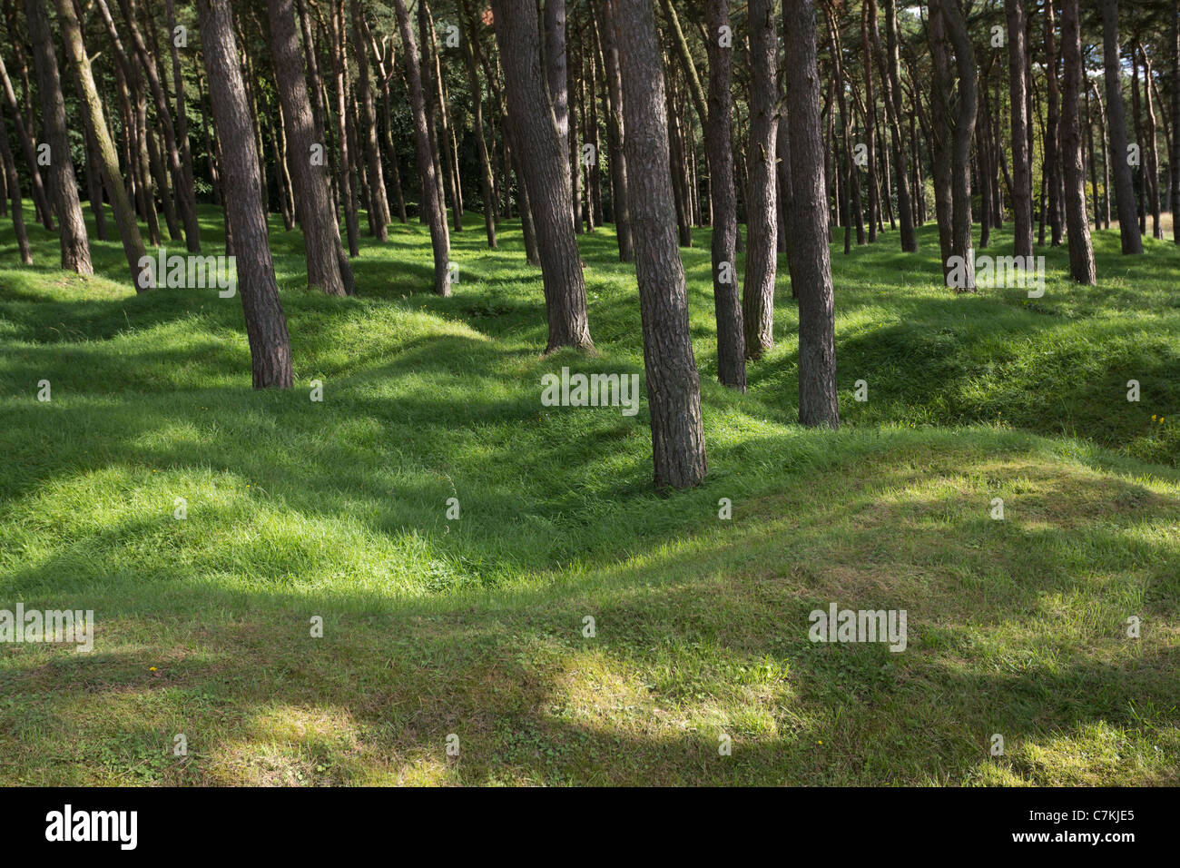 Thousands of trees were planted in the scarred land to commemorate the ...
