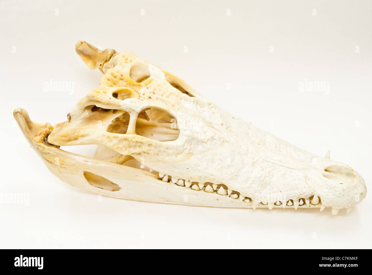 Crocodile anatomy hi-res stock photography and images - Alamy