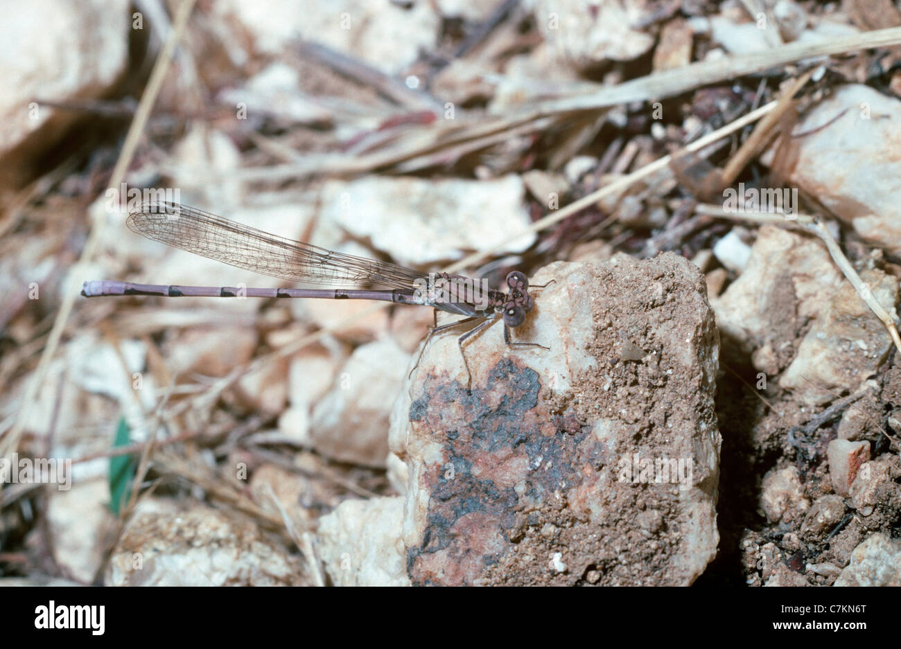 Fumipennis hi-res stock photography and images - Alamy