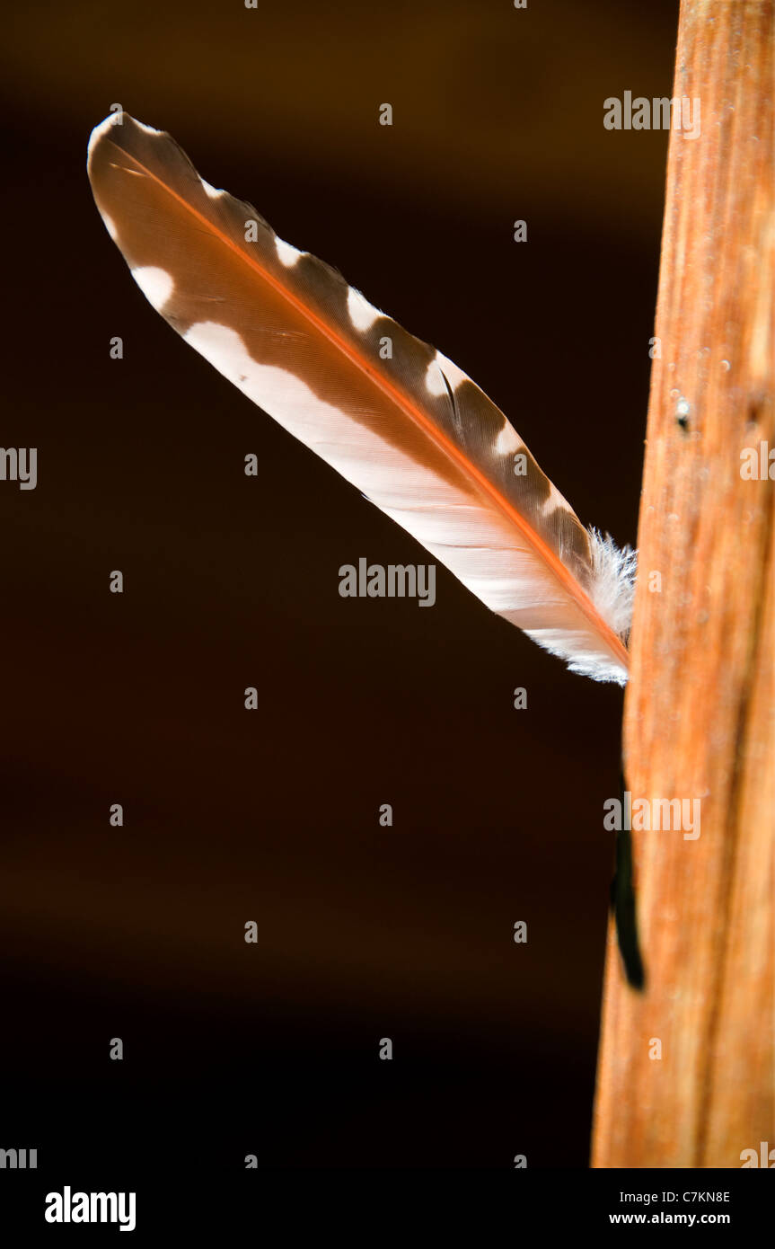 Bird feather hi-res stock photography and images - Alamy