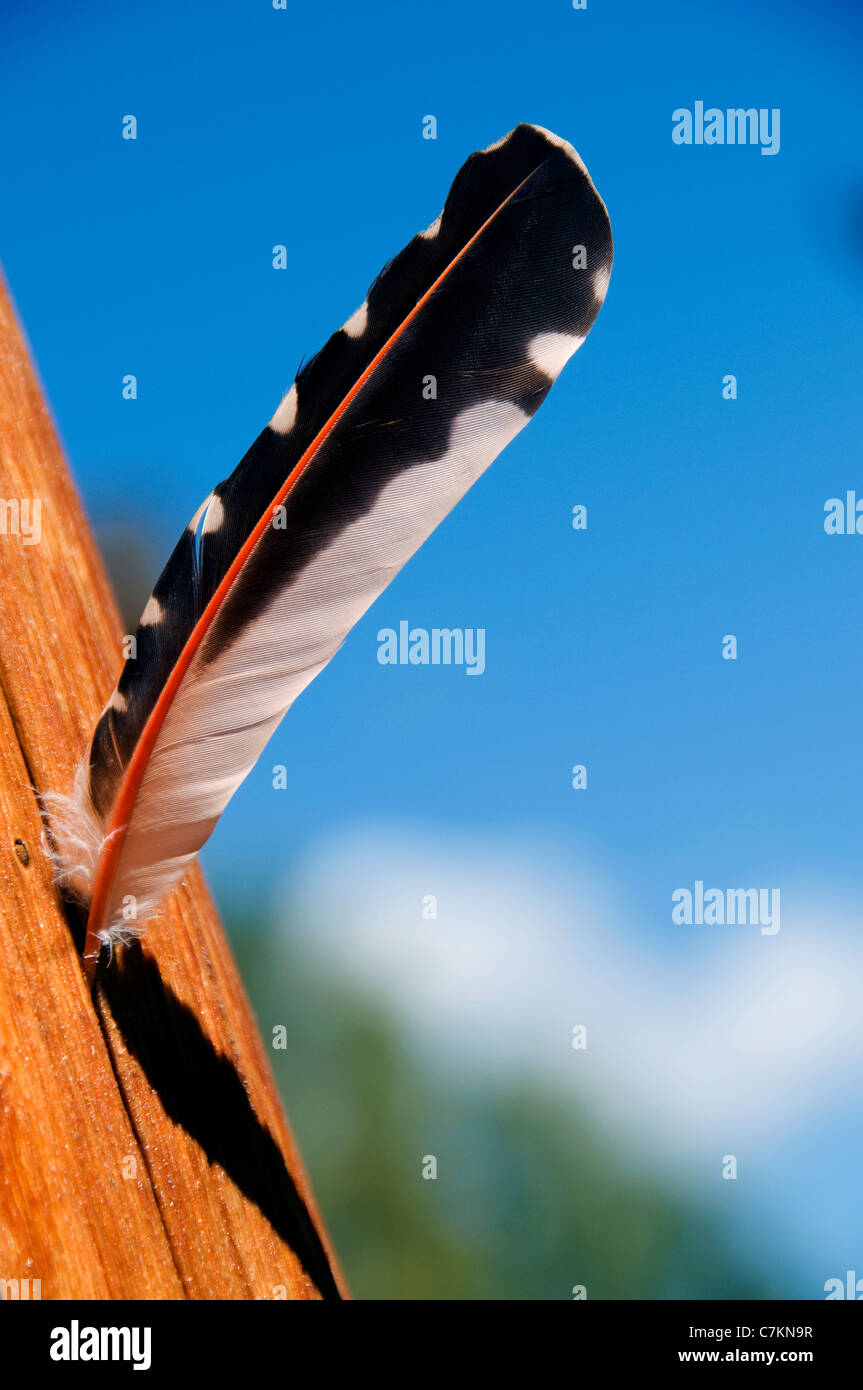 Primary Feather High Resolution Stock Photography and Images - Alamy