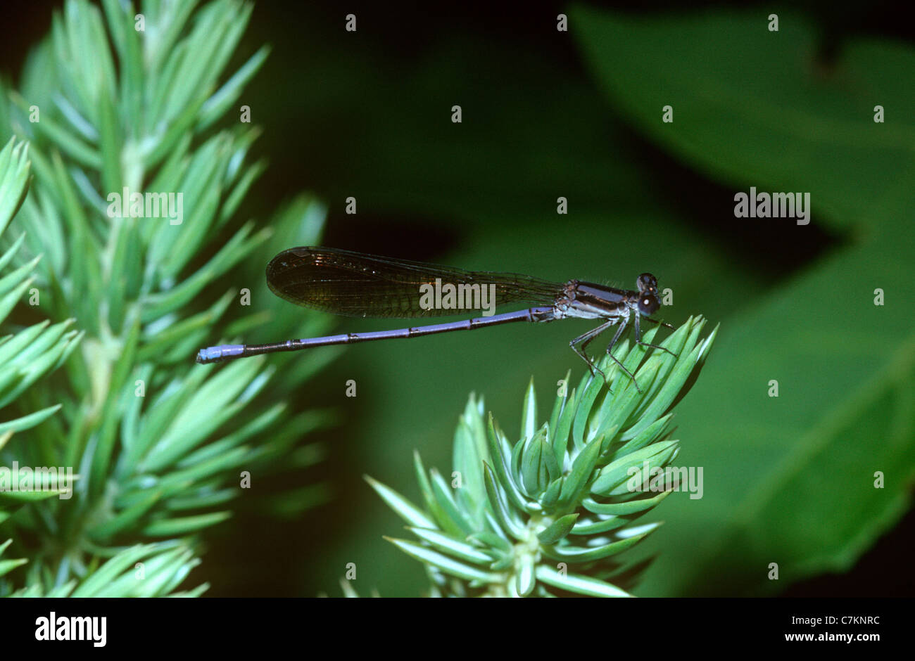 Violet dancer damselfly hi-res stock photography and images - Alamy