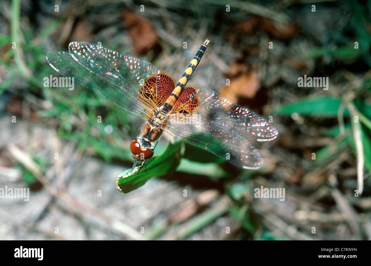 Amanda's pennant dragonfly (Celithemis amanda: Libellulidae) Georgia ...