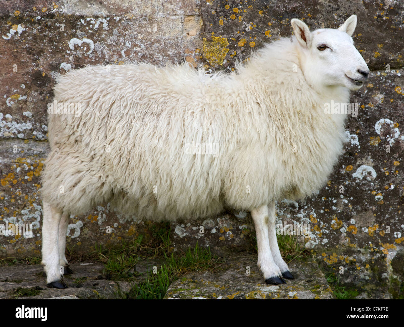 Plinth white hi-res stock photography and images - Alamy