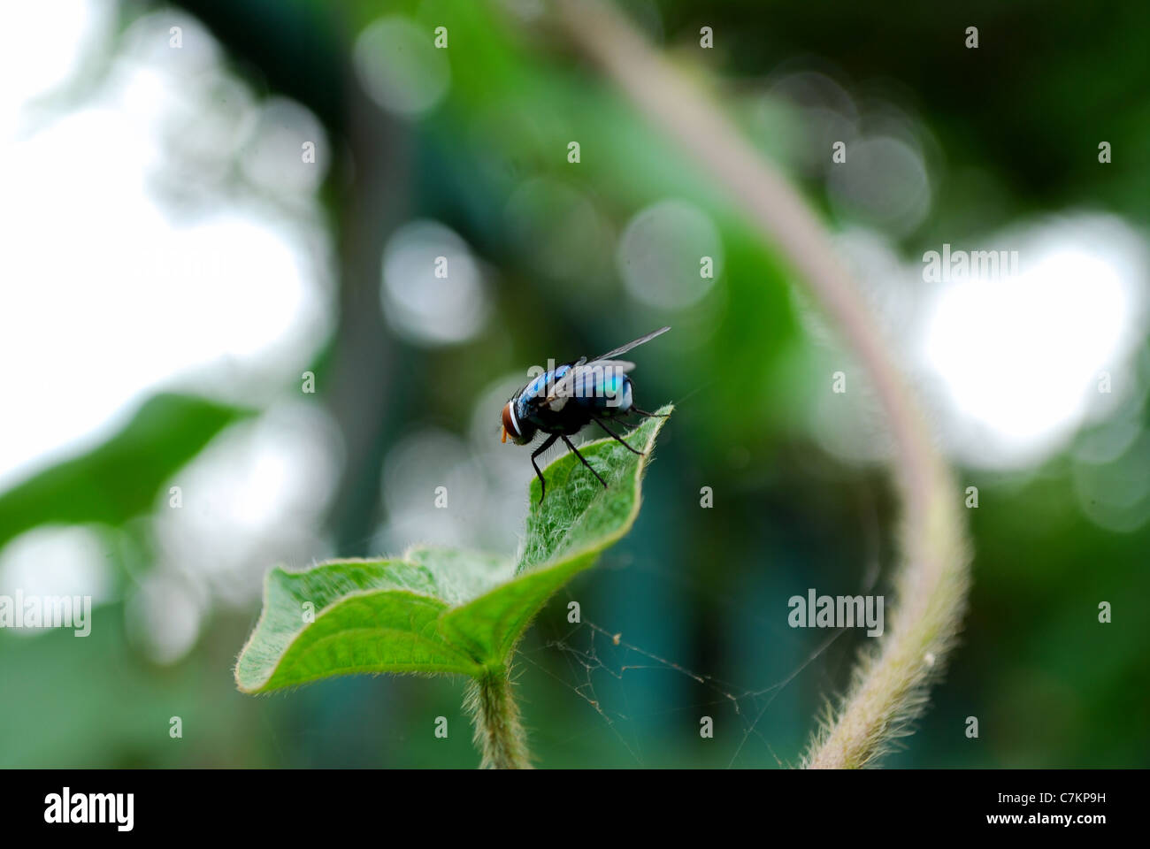 Close up fauna hi-res stock photography and images - Alamy
