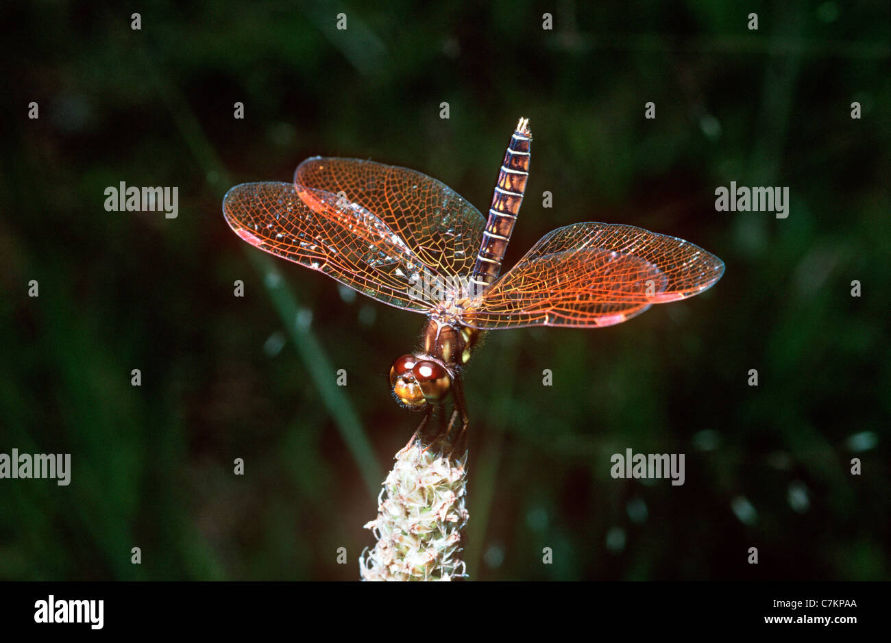 Eastern amberwing dragonfly (Perithemis tenera: Libellulidae) female ...