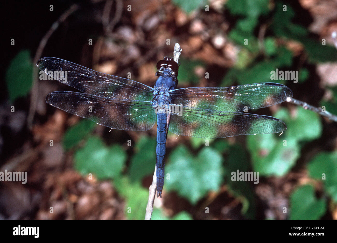 Libellulidae Skimmers