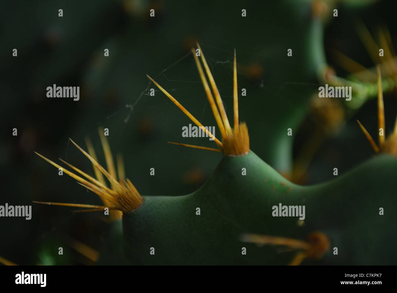 Creeping cactus hi-res stock photography and images - Alamy