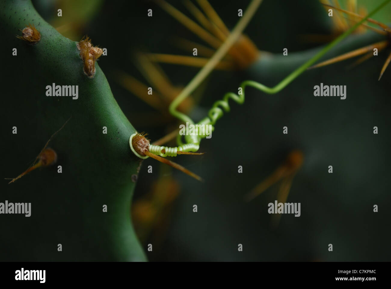 Creeping cactus hi-res stock photography and images - Alamy