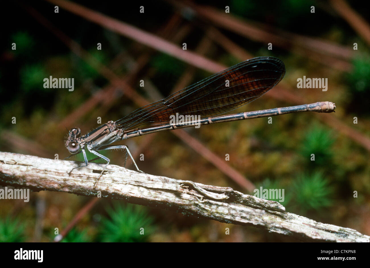 Female violet dancer damselfly hi-res stock photography and images - Alamy