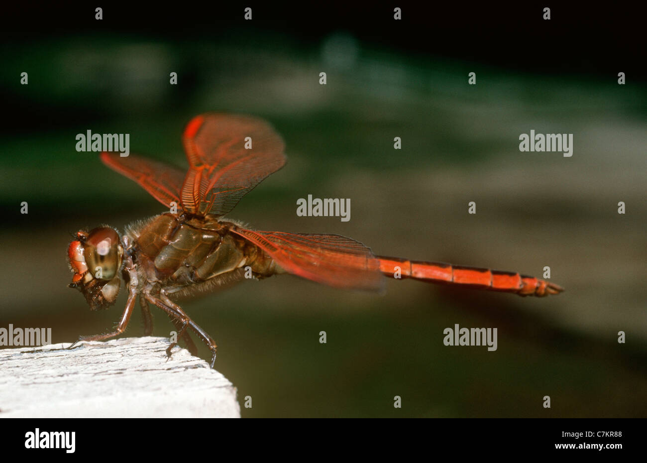 Libellulidae Skimmers