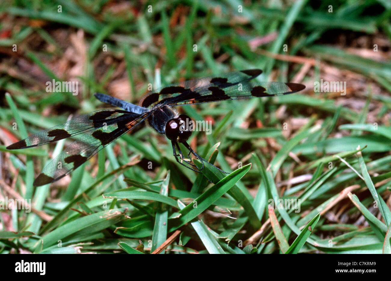 Banded pennant dragonfly (Celithemis fasciata: Libellulidae) male ...