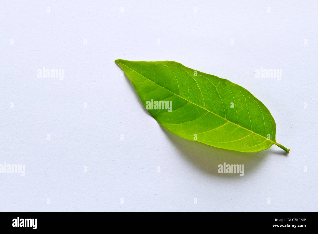 leaf isolated on white background Stock Photo - Alamy
