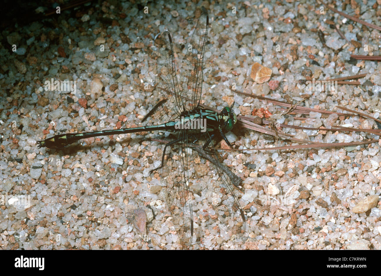 Black-shouldered spinyleg dragonfly (Dromogomphus spinosus: Gomphidae ...