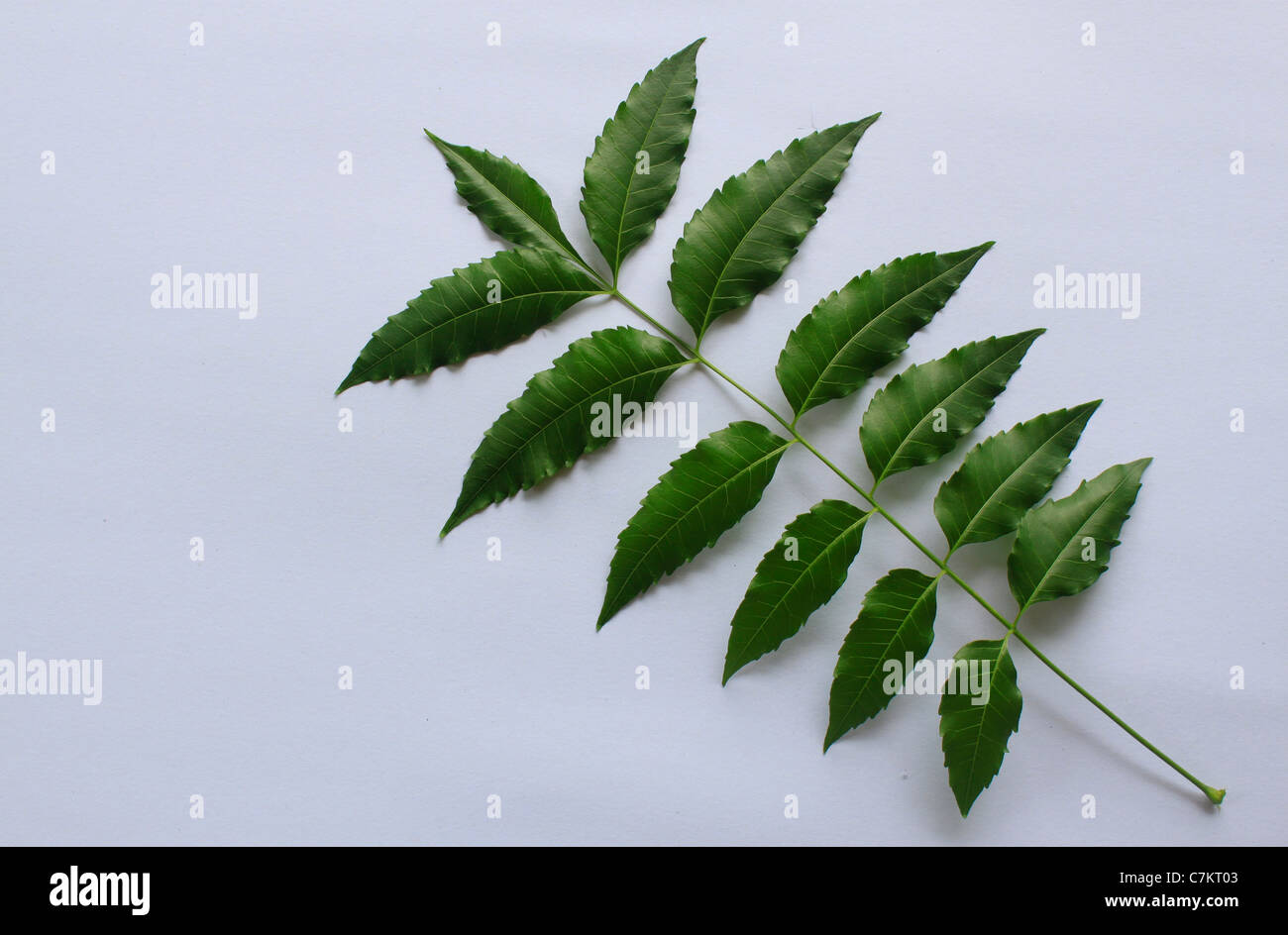 Neem leaf hi-res stock photography and images - Alamy