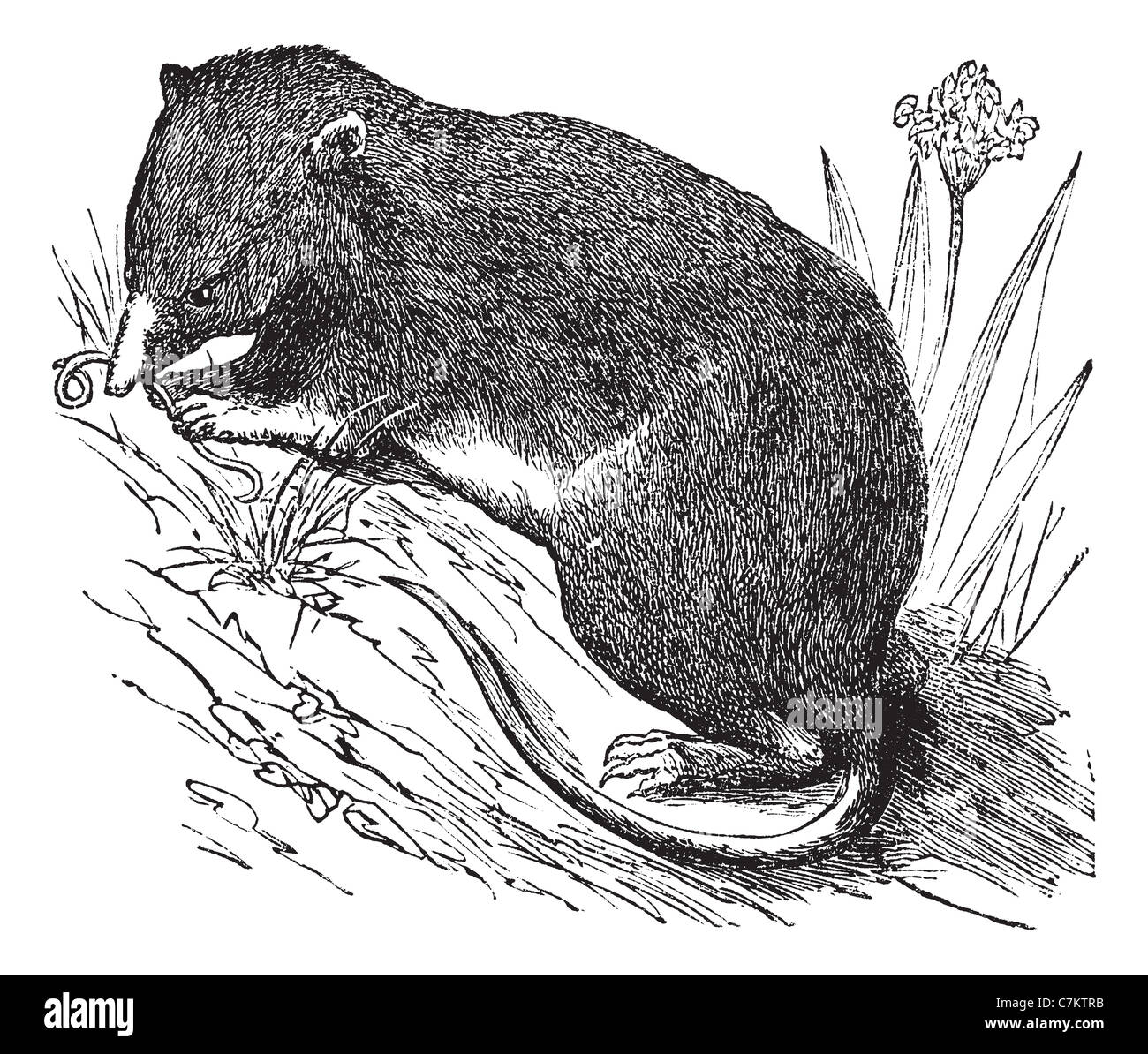 Shrew drawing hi-res stock photography and images - Alamy