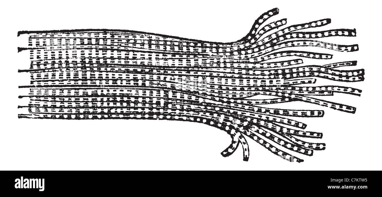 Tendon Tissue Drawing