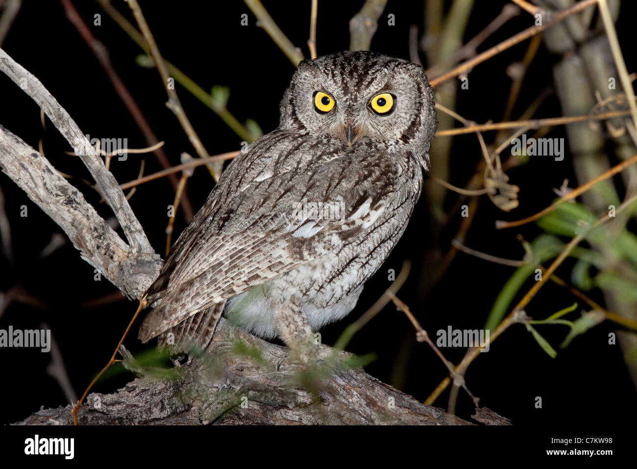 Western Screech-Owl Megascops kennikottii Santa Rita Mountains, Pima ...