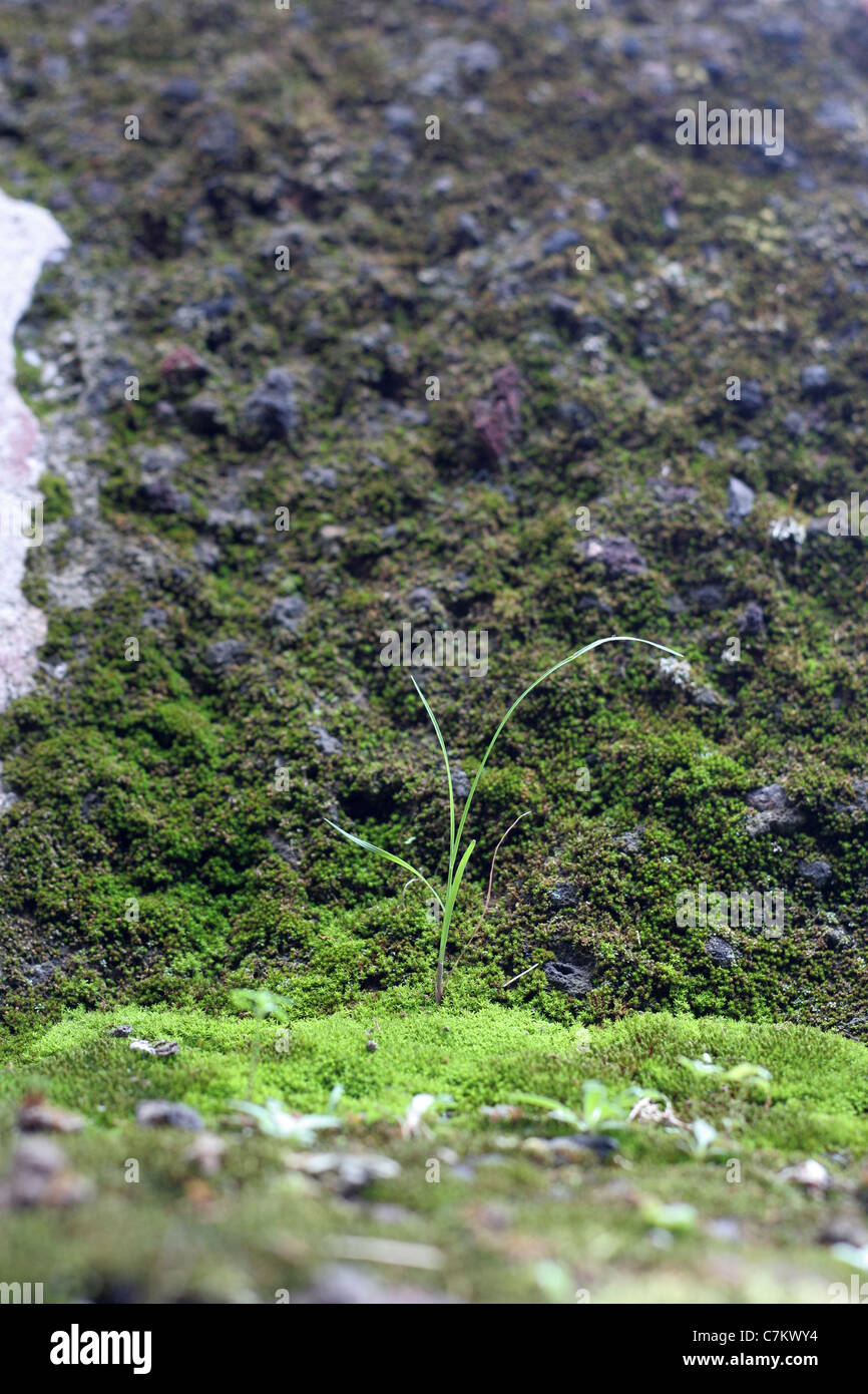 Plant and moss Stock Photo - Alamy
