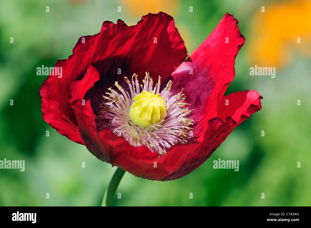 Isolated poppy flower hi-res stock photography and images - Alamy