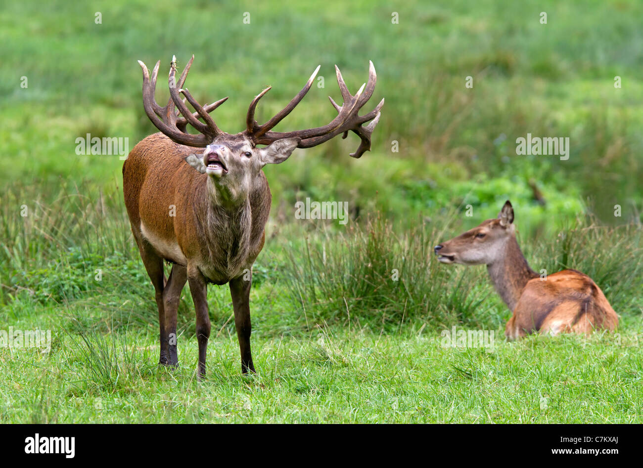 Red Deer (Cervus elaphus Stock Photo - Alamy