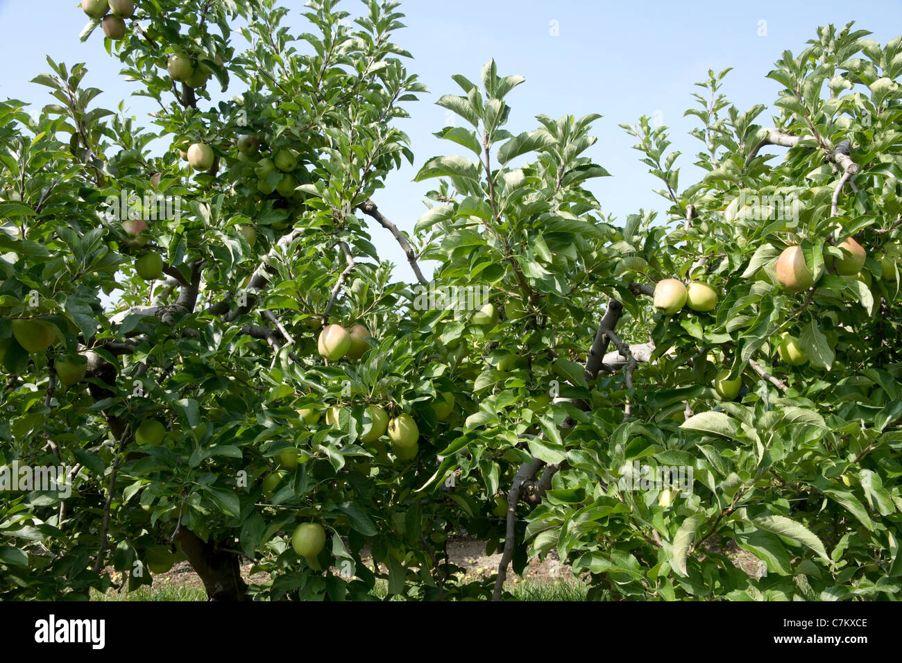 France loire valley orchard hi-res stock photography and images - Alamy