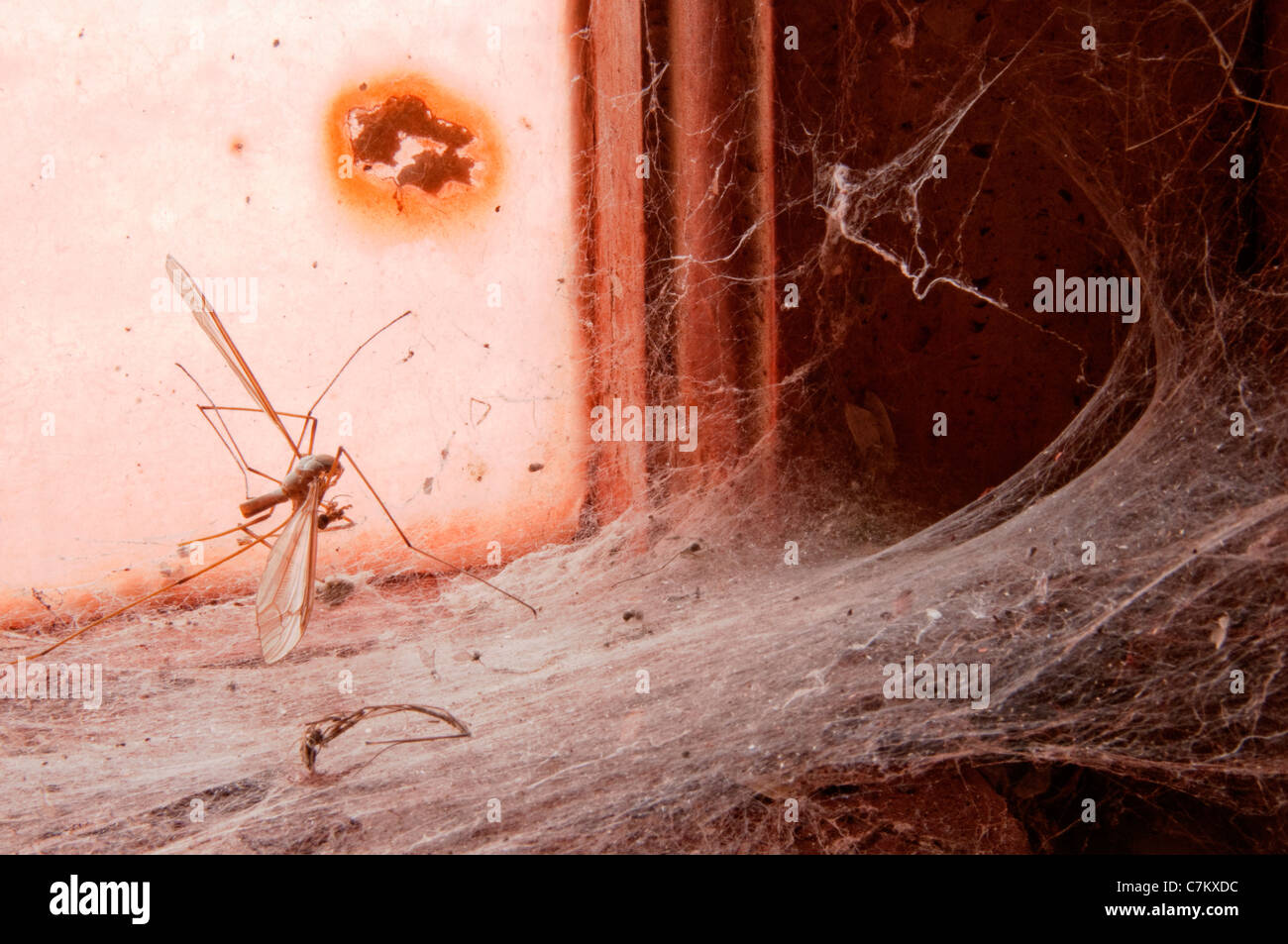 Cobwebs and dead insects in window frame Stock Photo - Alamy