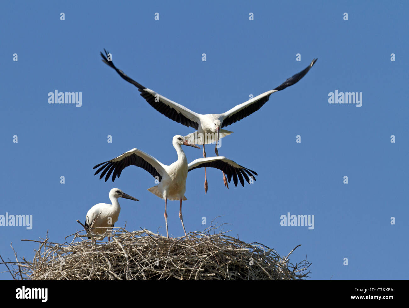 Storch nachwuchs hi-res stock photography and images - Alamy