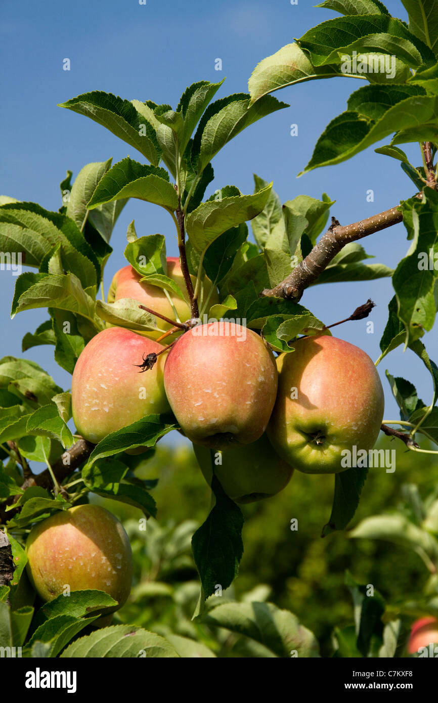Apple orchard ripe France agriculture Loire Valley Stock Photo - Alamy