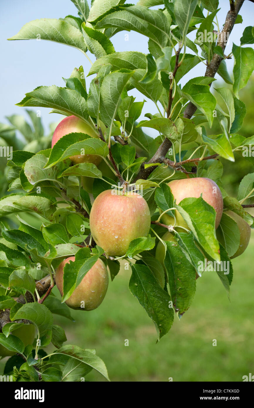 Apple orchard ripe France agriculture Loire Valley Stock Photo - Alamy