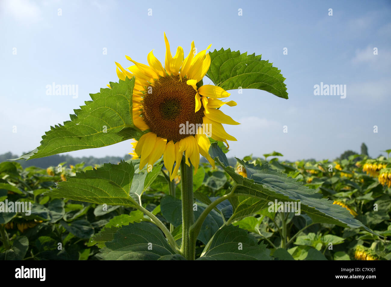 Sunflower flower head Stock Photo - Alamy