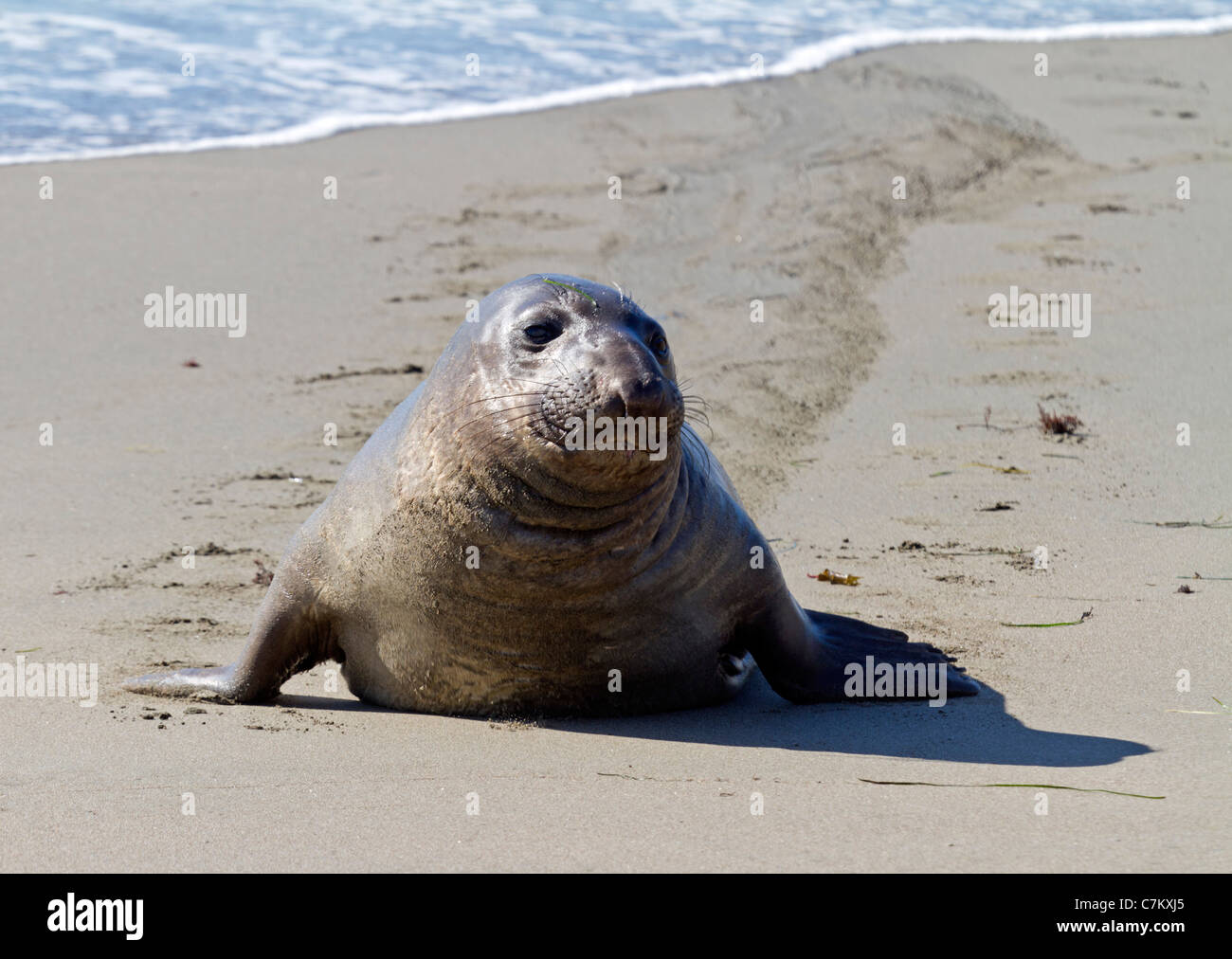 Seal mirounga animal animals hi-res stock photography and images - Alamy